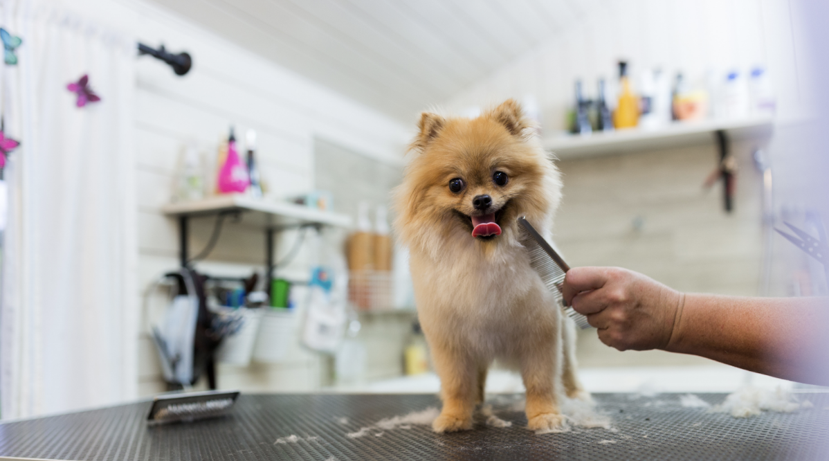 Grooming Lingo to Help You Communicate with Your Groomer - Huckleberry ...